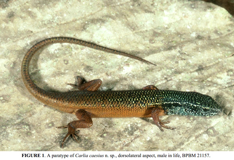 Species New to Science: [Herpetology • 2006] Carlia caesius & Carlia ...