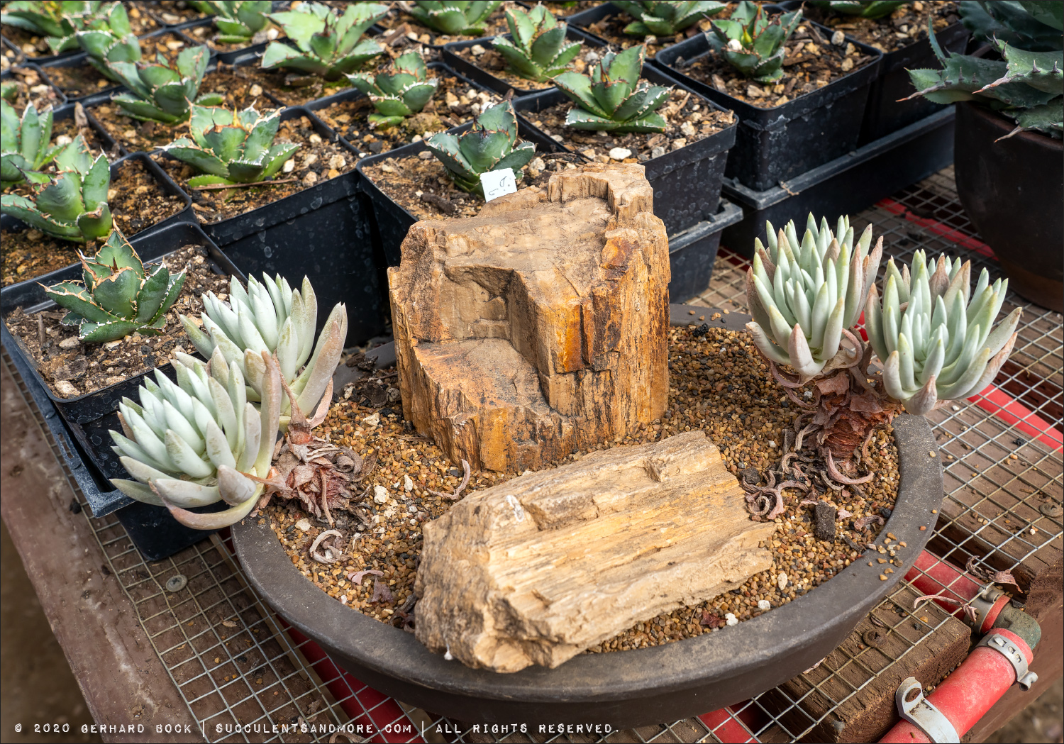 Jeremy Spath's Hidden Agave Ranch: the greenhouse