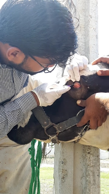 Subconjunctival Injection Wild Life