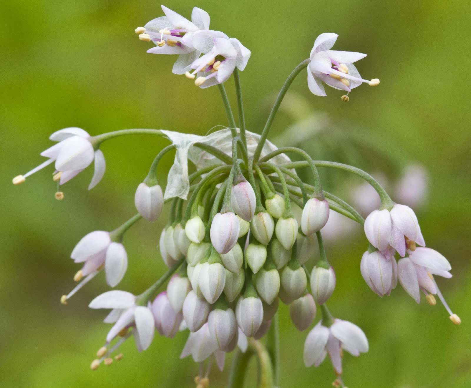 NWflora: Nodding Onion, Allium cernuum