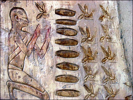Imagenes de Egipto: representaciones de insectos en tumbas