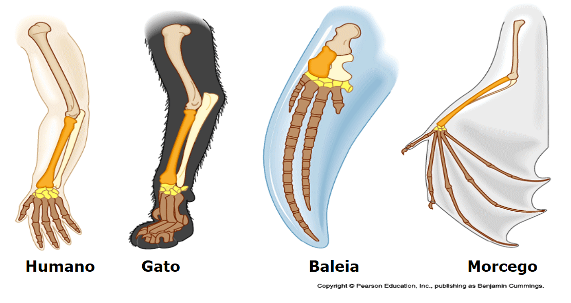 BIOLOGIA PARA A VIDA : CLASSIFICAÇÃO E EVOLUÇÃO 2