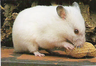 Hámster Enano (Ruso o Chino) - MASCOTAS EXÓTICAS Y MÁS