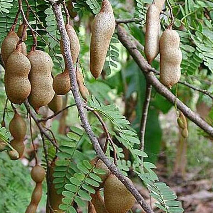 Bibit Asam Jawa Sweet Tamarind Tanaman Grosir