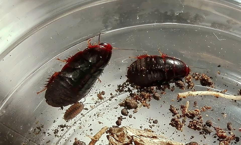 Caminantes del Desierto: CUCARACHA O BARATA. HE AHÍ EL DILEMA.