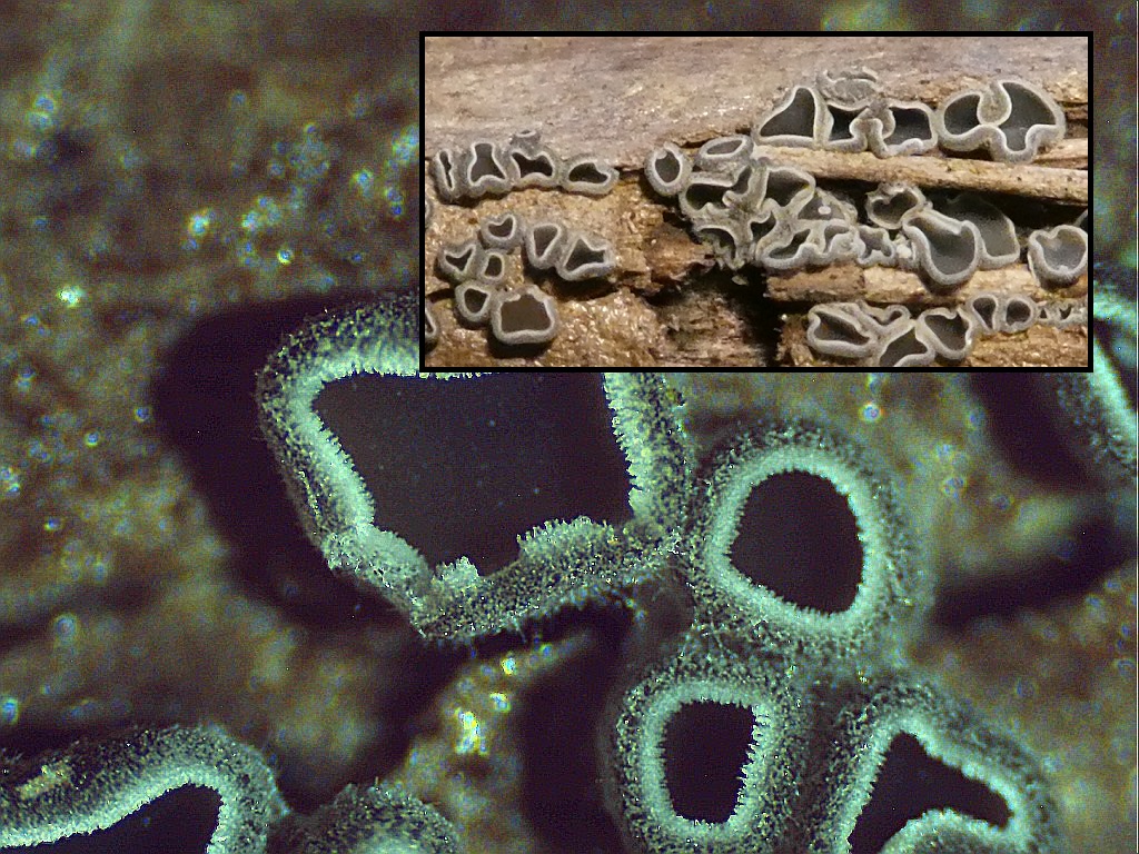 Tony Hardware's Fungi Finds: APRIL 2021 - Uncommon and rare species