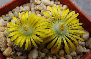 Succulent Sundae: LITHOPS NAUREENIAE