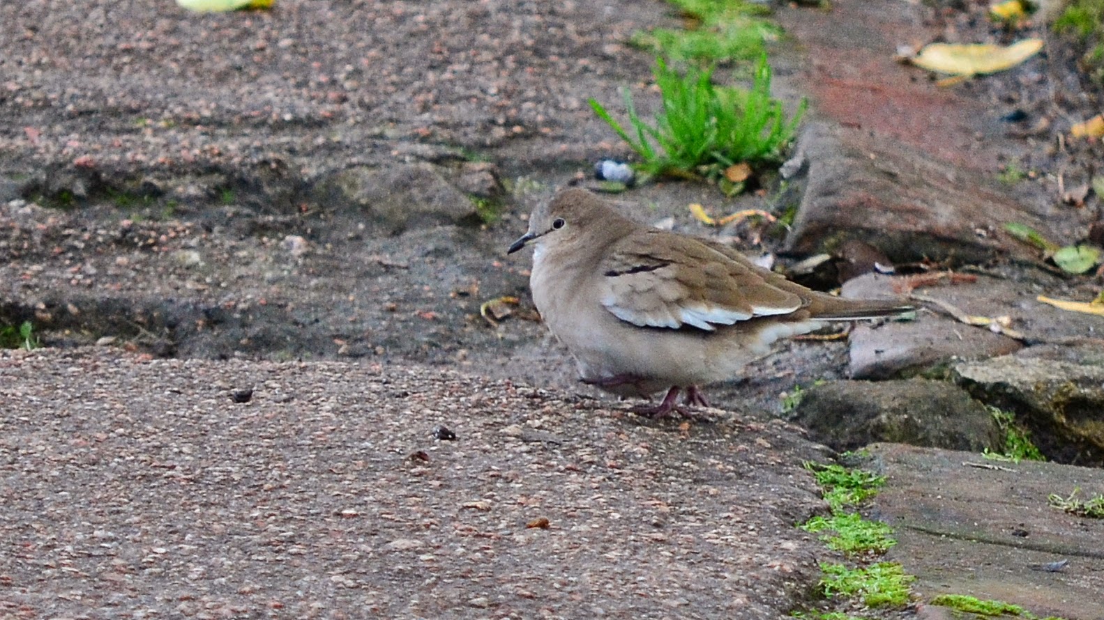 Aves de La Floresta: Torcacita