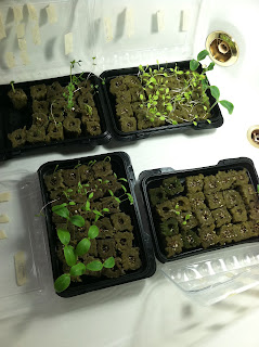 Dirtless, Weedless Organic Gardening