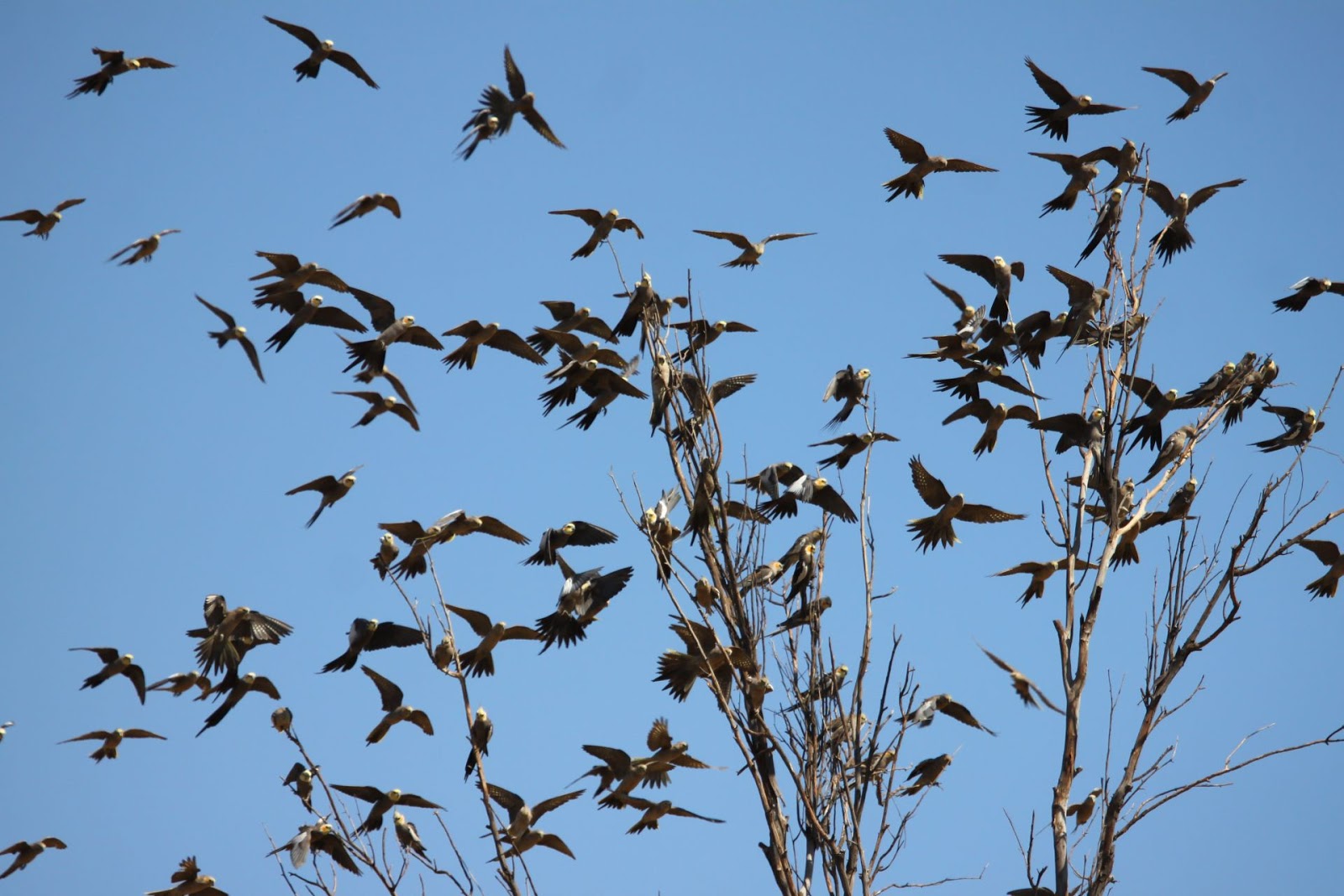Richard Waring's Birds of Australia: 100s of Cockatiels - photos and videos
