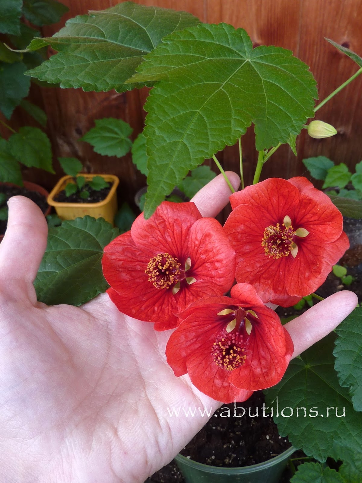 Abutilon: Cross-pollination, breeding, propagation