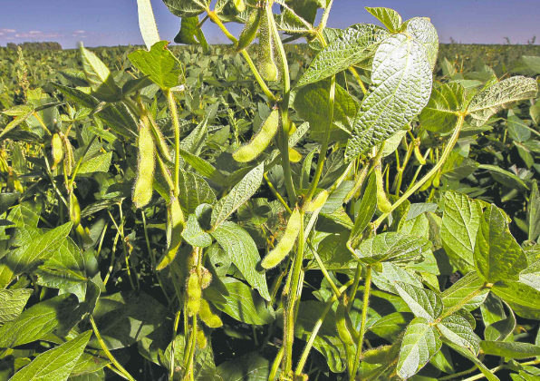 Cara Budidaya Tanaman Kedelai Yang Benar Agar Hasil Maksimal - Teori Petani