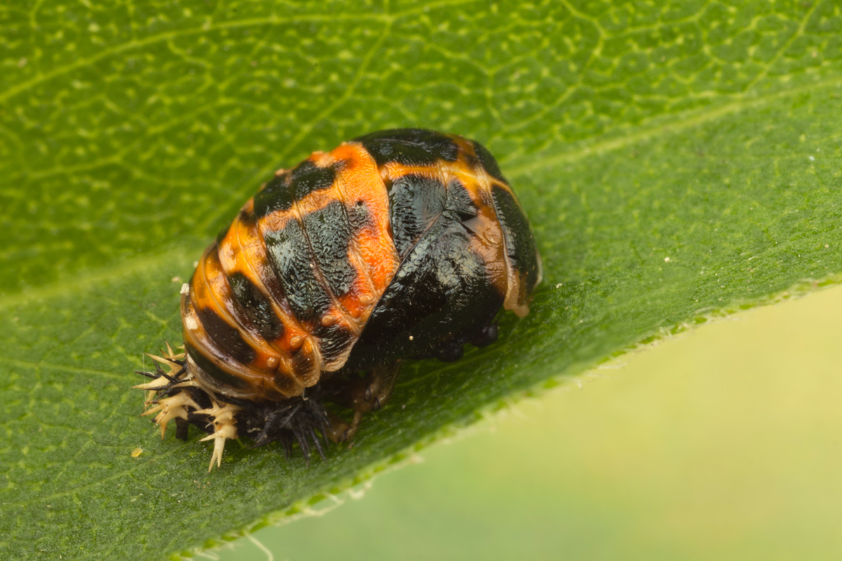 Matt Cole Macro Photography: Ladybird Lifecycle