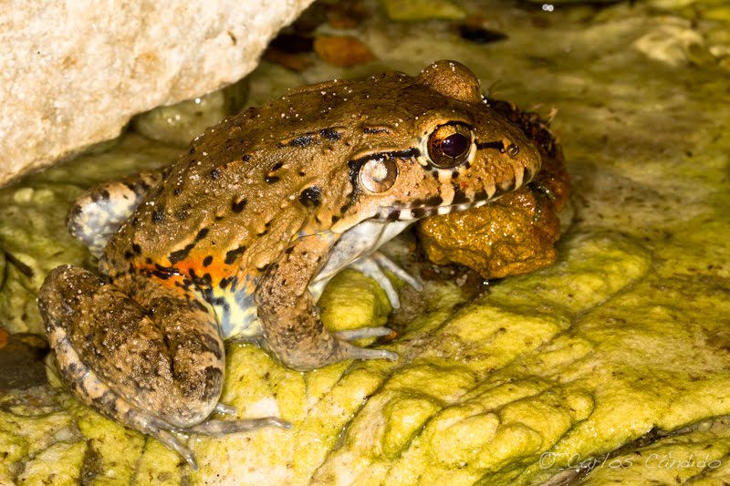 Anfíbios e Répteis do Brasil: Leptodactylus labyrinthicus (Spix, 1824)