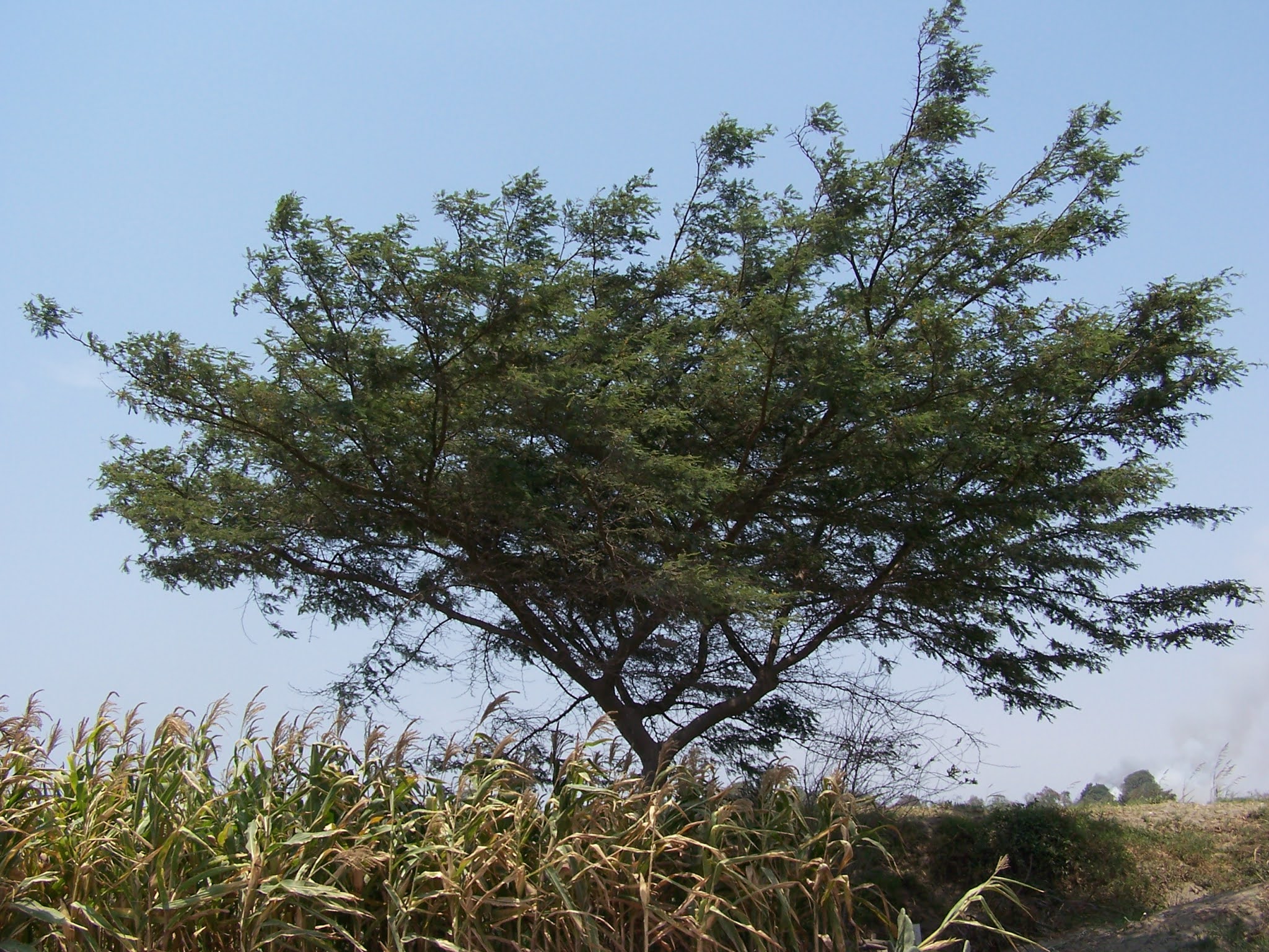 Trabajos de investigacion: Acacia macracantha (Feik, faique ...