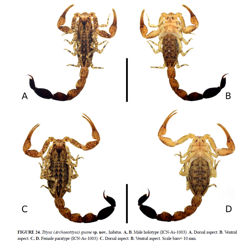 The Scorpion Files Newsblog: A revision of the Colombian Tityus with ...