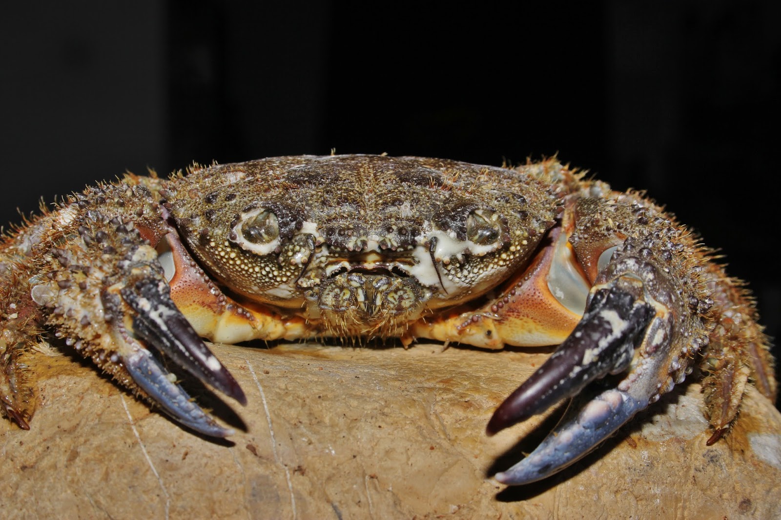 Biodiversity of Cyprus by NGO Protection of the Natural Heritage and ...