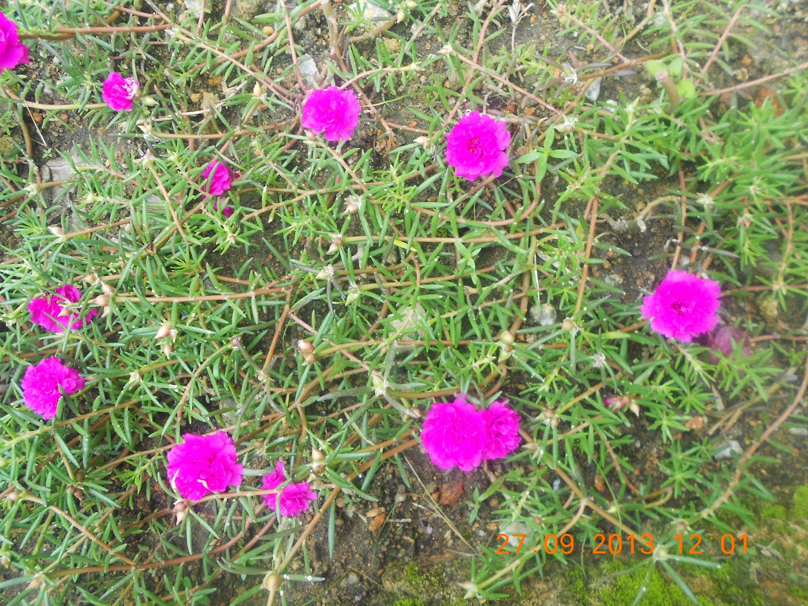 Tren Gaya 32+ Bunga Kembang Pagi