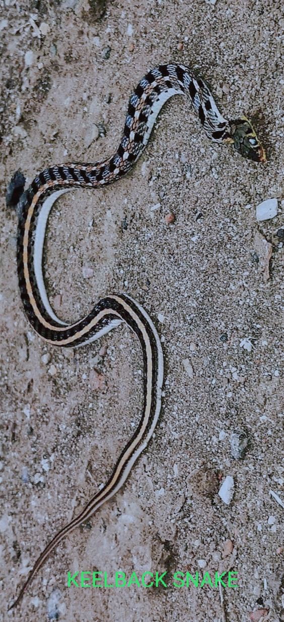Snakes of jammu and kashmir