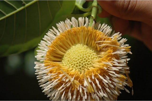 We love Our Bangladesh: Kadam/Kadambo is a rainy season flower in ...