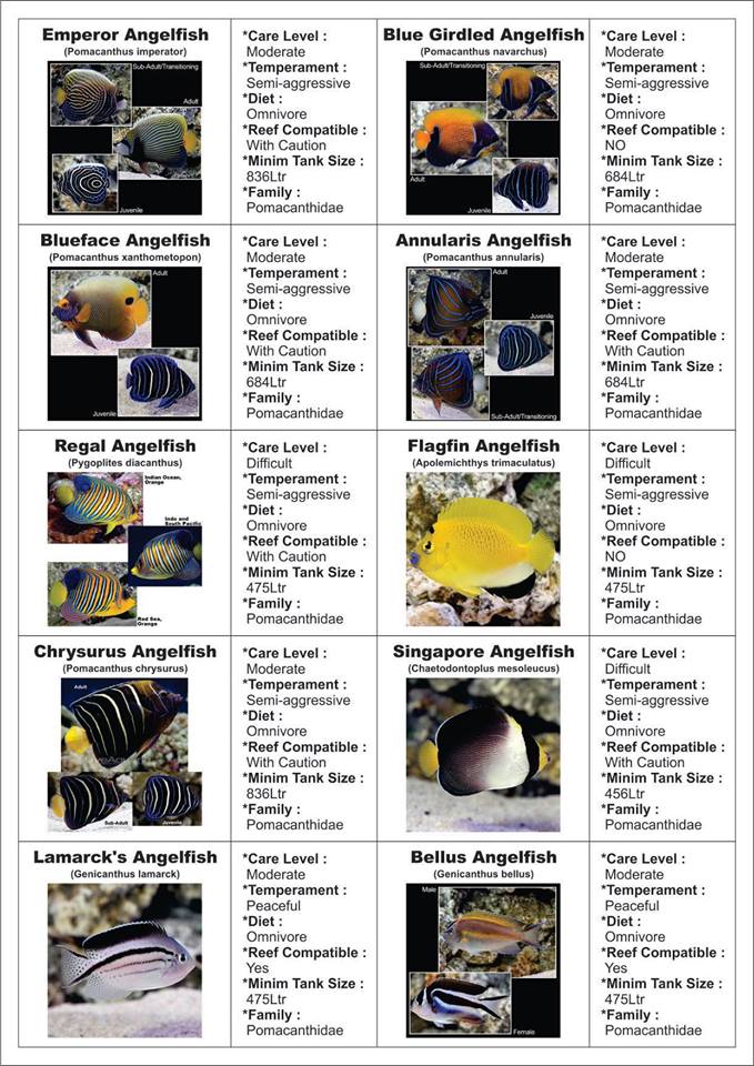 hardy boy: Coral Reef Fish Names