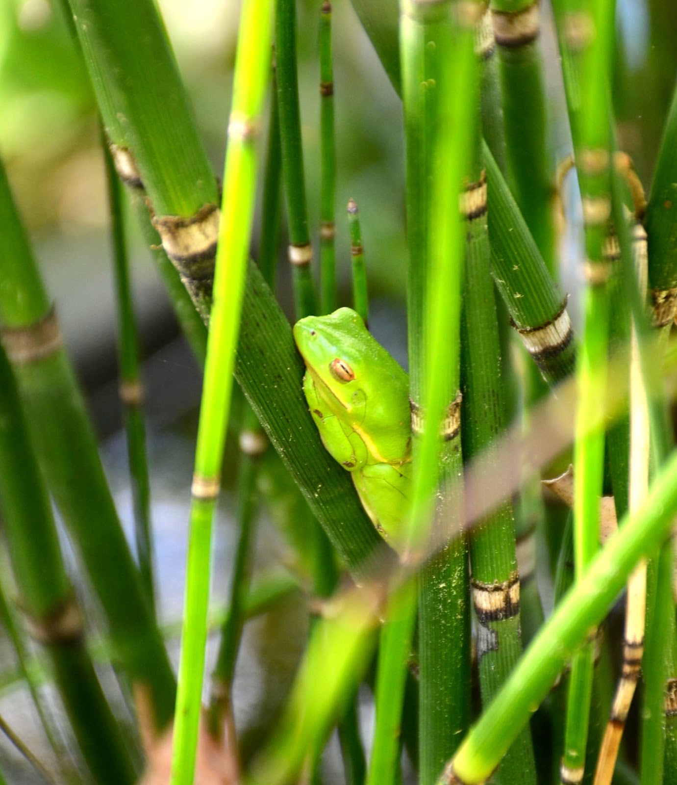 The very first Green Tree Frog of 2016