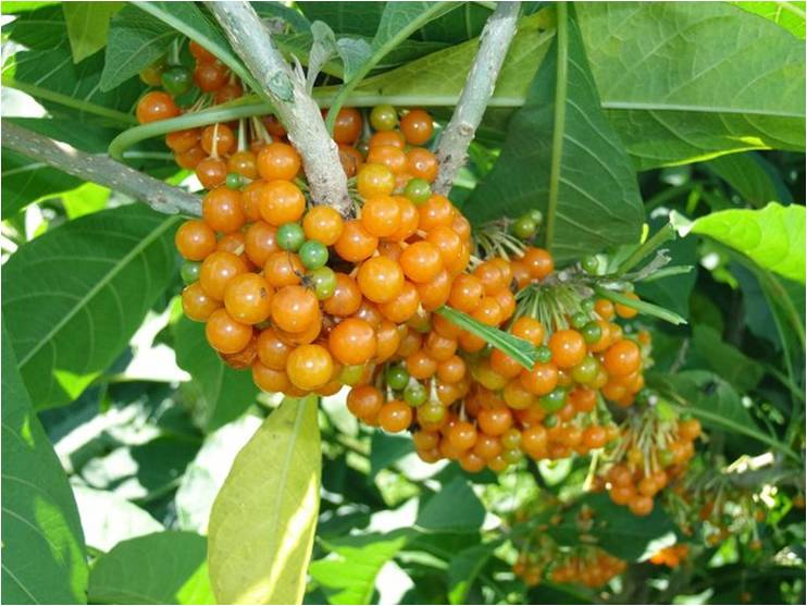 Paisajismo, pueblos y jardines: Árboles como alimento de aves. El ...