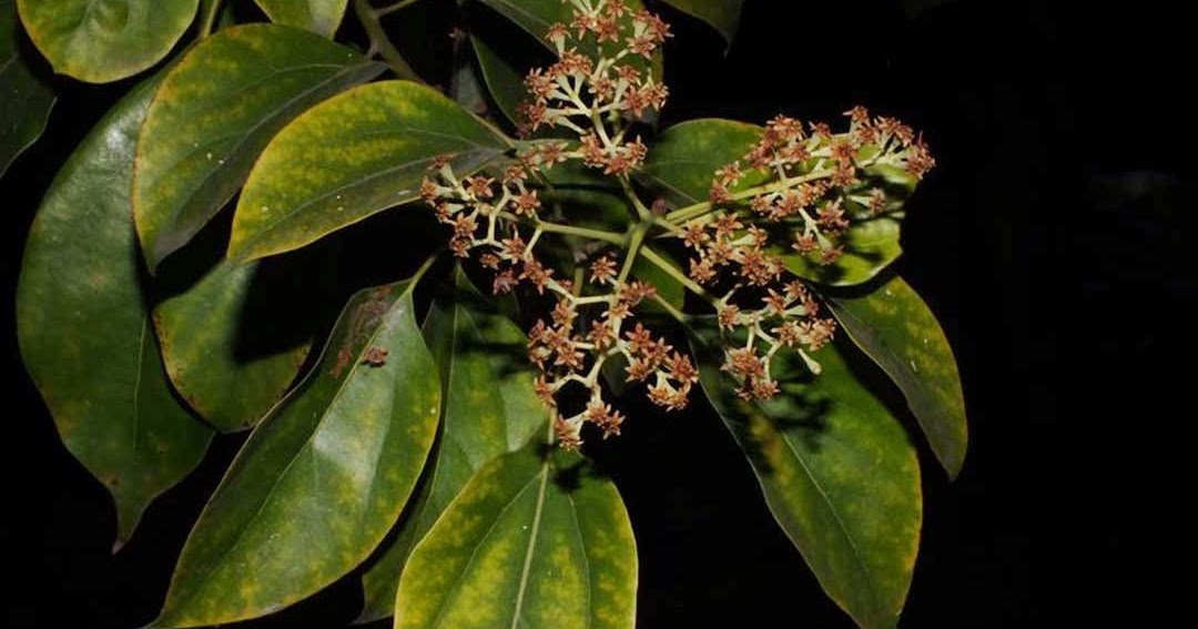 Medicinal Plants: Cinnamomum camphora, Camphor tree, Kapur, Karpuram