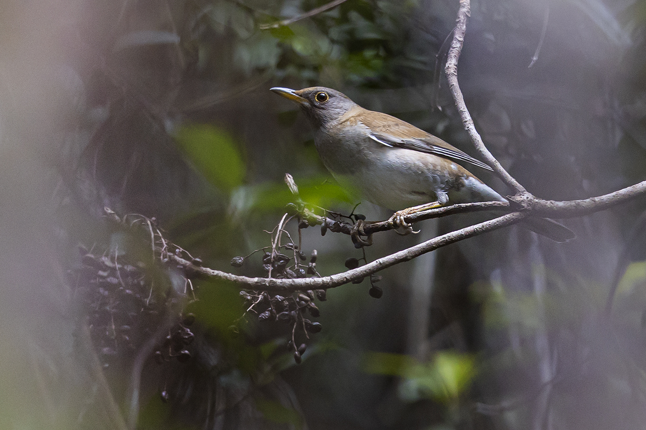 As The Crow Flies - a Hong Kong Birding Blog: White-spectacled Warbler ...