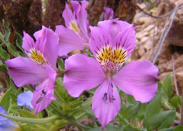 Flowering Petals: Alstroemeria