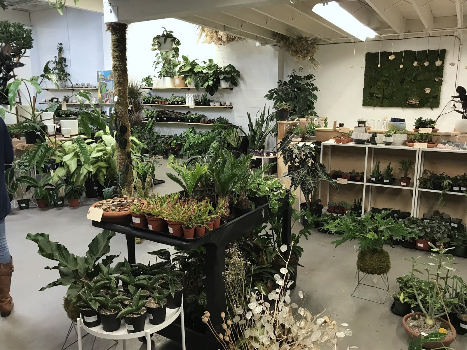 danger garden: Visiting Arium Botanicals, in Portland