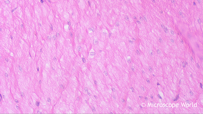 Microscope World Blog: Human Colon Under the Microscope