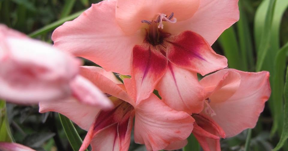Birth Flower For August: Gladiolus and Poppy - Gardening