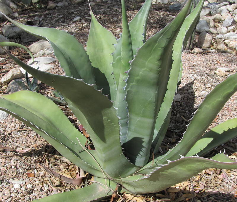 In the Sonoran Sun: A Gift for the Garden