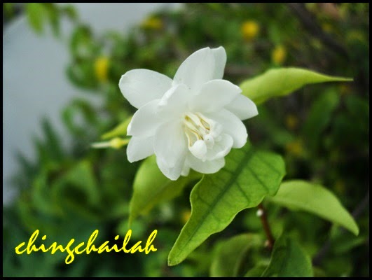 Simple Living In Nancy: Growing Water Jasmine Plants, Sui Mui (Wrightia ...