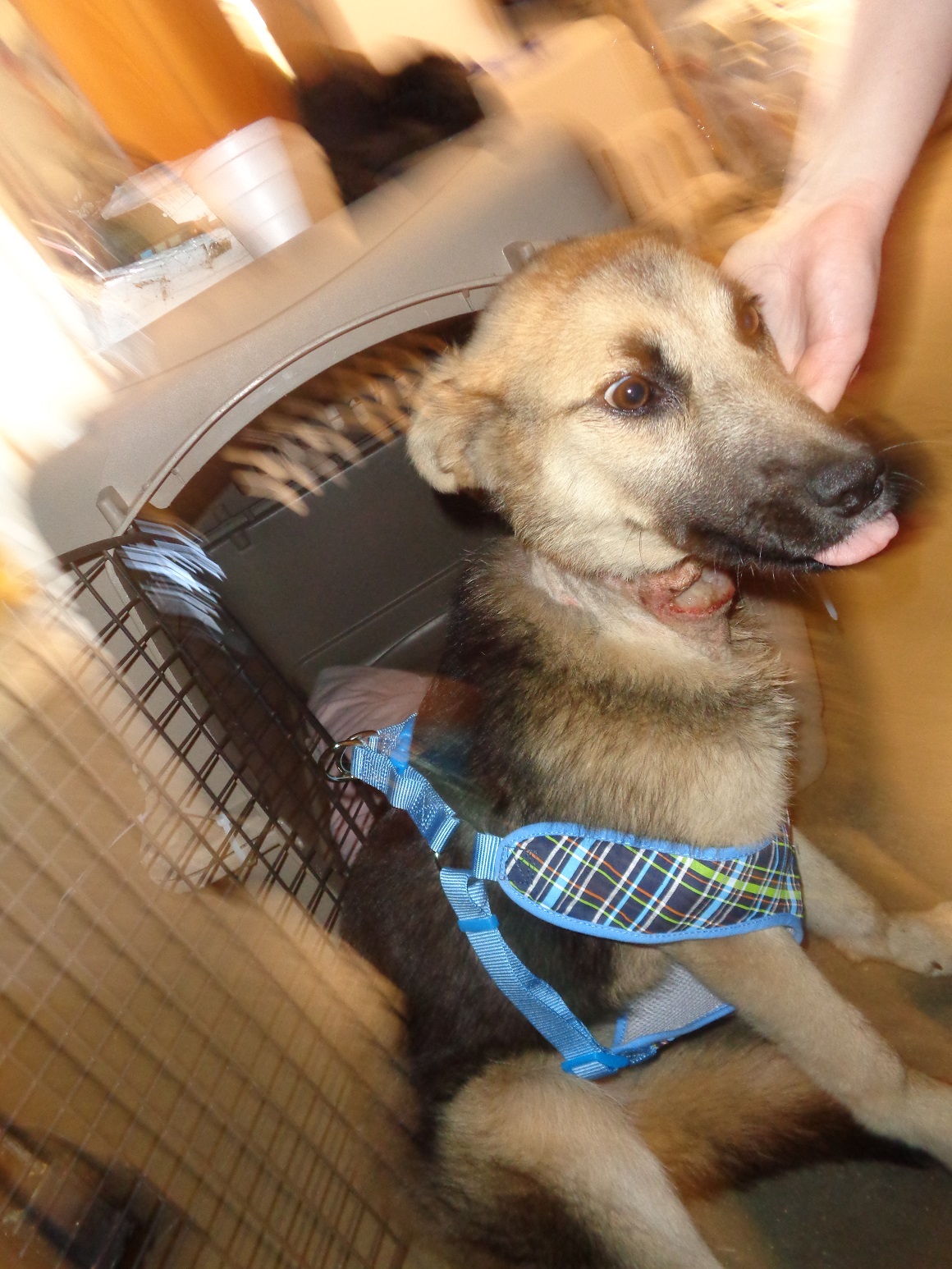 Red Lake Rosie's Rescue: The horror of an embedded collar