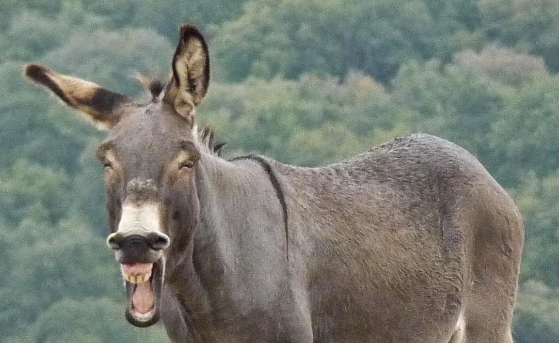 Desde el Caballo de las Tendillas: octubre 2015