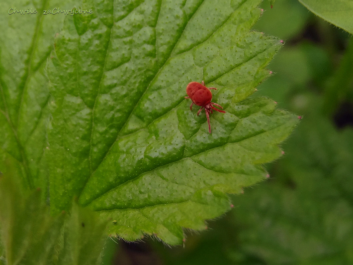 Chwile zaChwycone: Lądzień czerwonatka - wielki roztocz
