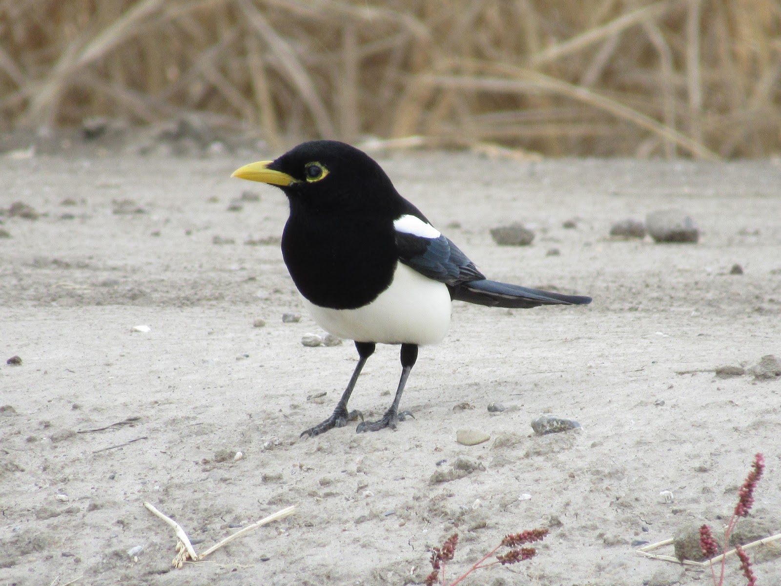 Wings and Daydreams: Marvelous Magpies