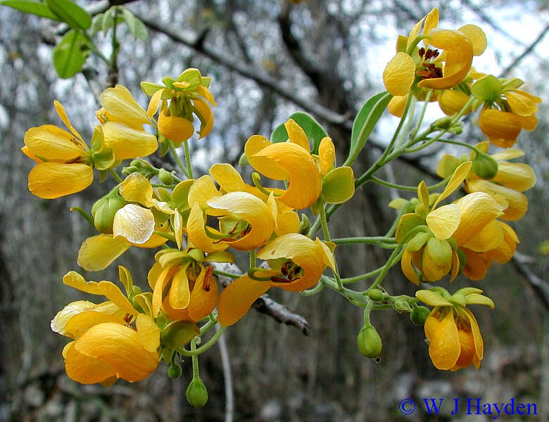 Flora de Puerto Rico Ilustrada Papo Vives: Caesalpinoideae SENNA ...