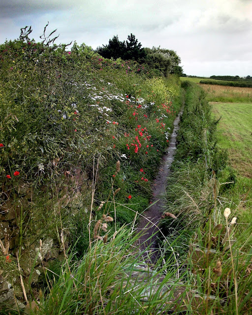 Plymouth Daily Photo: The path less trodden
