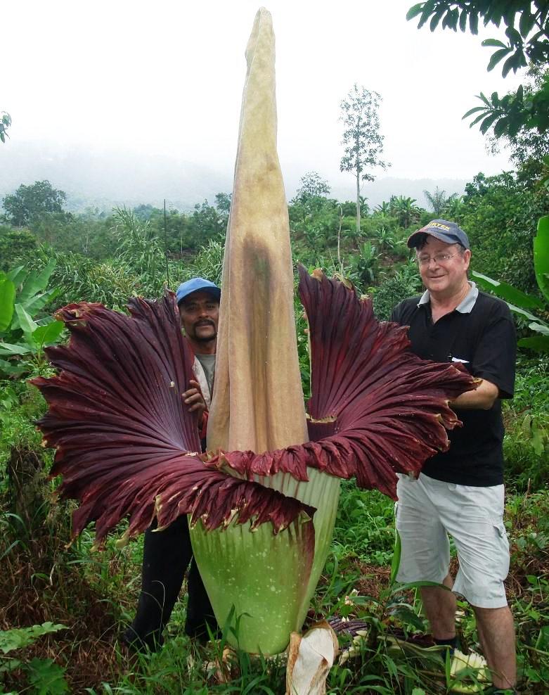 Name A Tree Largest Flower Is It One Weighing 24 Pounds Or One With name-a-tree-largest-flower-is-it-one-weighing-24-pounds-or-one-with