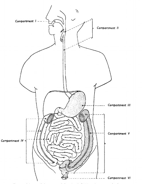 THE GENERAL STRUCTURE AND DIVISIONS OF THE ALIMENTARY TUBE