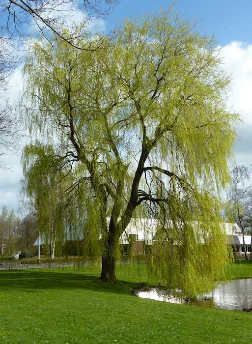 Spinrag: De wilg: bomenkalender nr.5.