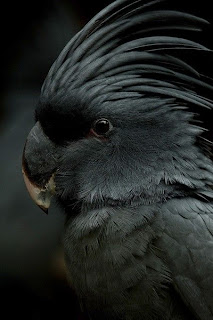 all star pics: black parrot