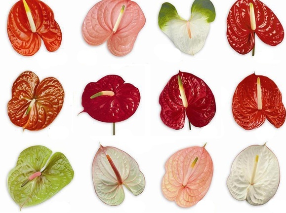 Anthuriam Flowers: Anthurian Gallery 01