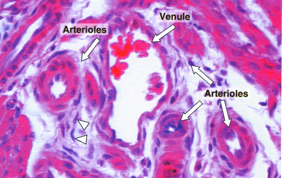Medical Learner: Histology (Blood vessel)