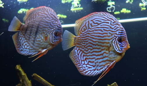 100 Discus Classification according to color and line | king fish