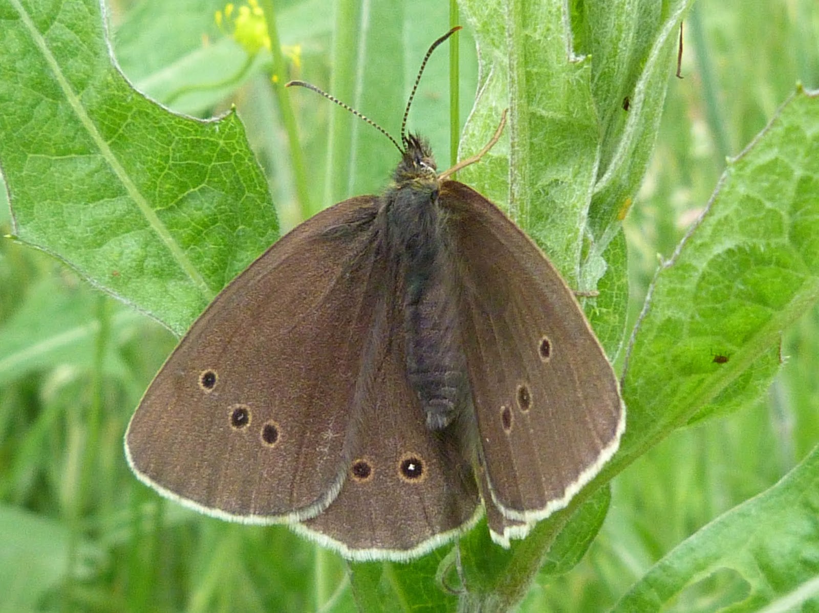 Insects of Scotland: Butterflies