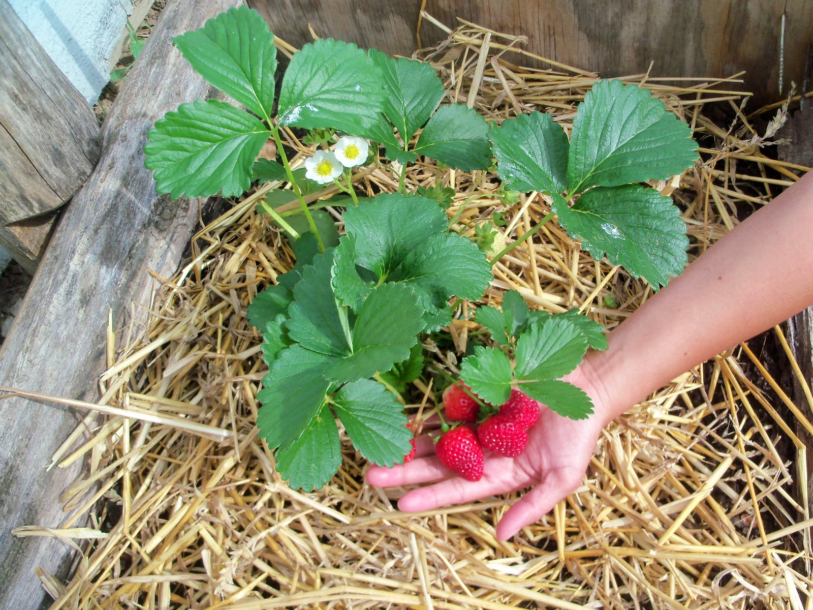 How To Plant and Grow Strawberry | Garden The Easy Way